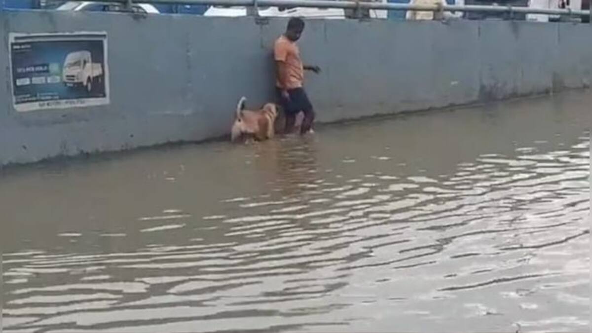 Man guiding stray dog through waterlogged street in Bengaluru, video melts hearts – Firstpost