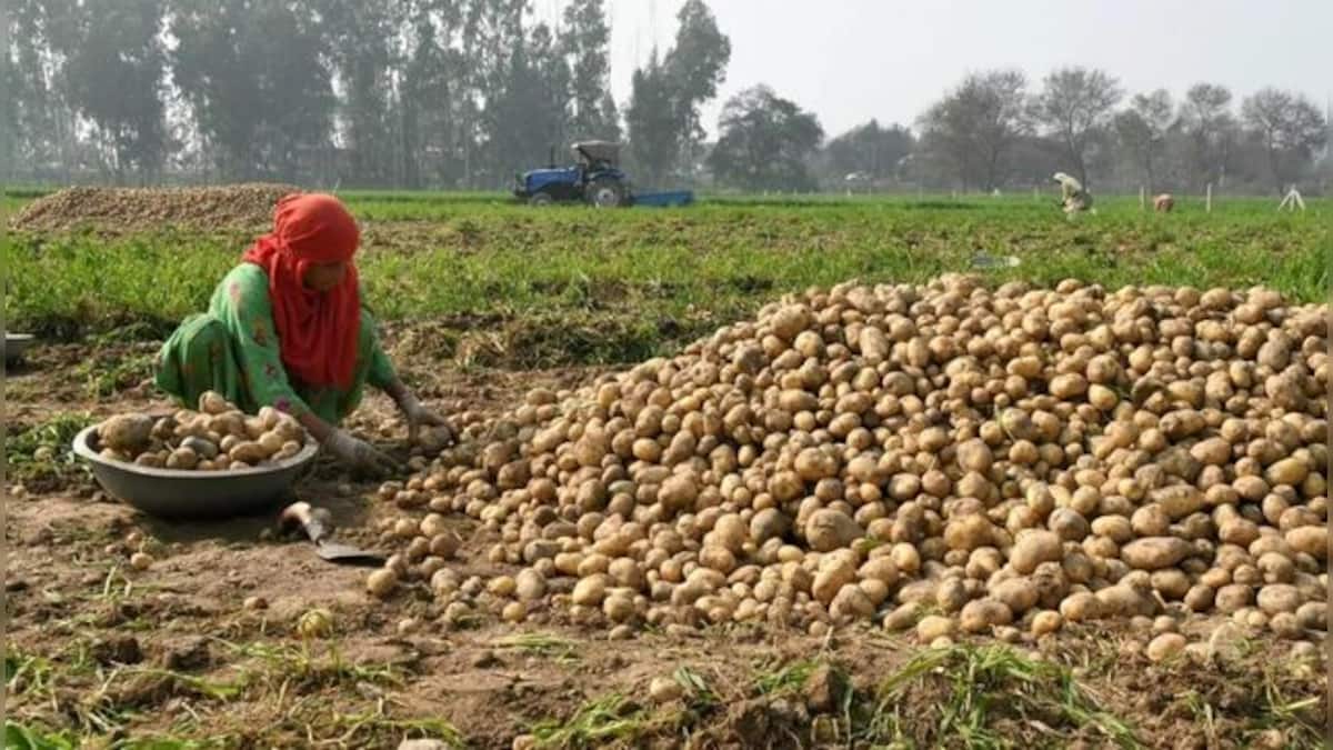 Explained: The court tussle over potatoes used to make Lay’s chips ...