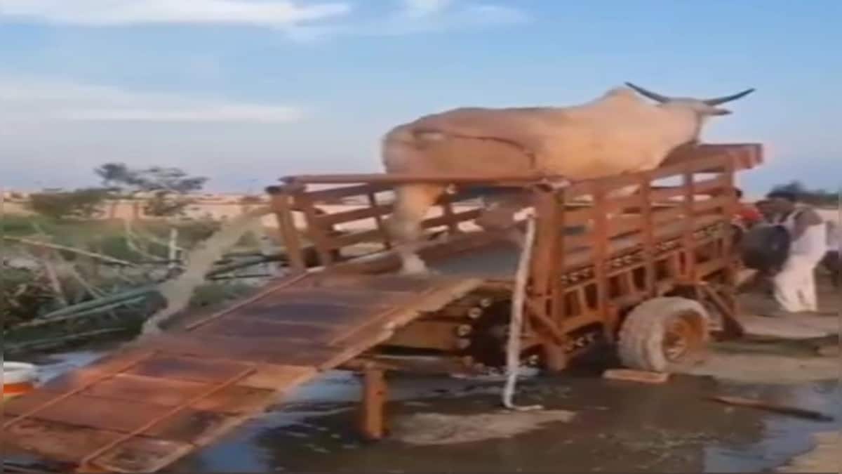 Watch: Video of innovative irrigation technique using cattle goes viral ...