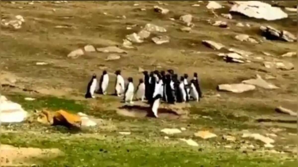 Watch: Adorable penguin brings back its friend from wrong group – Firstpost