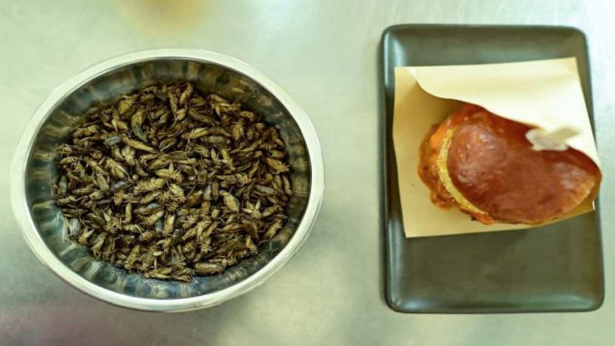 Bug's life: Crunchless cricket burgers at Thailand pop-up a must-order ...