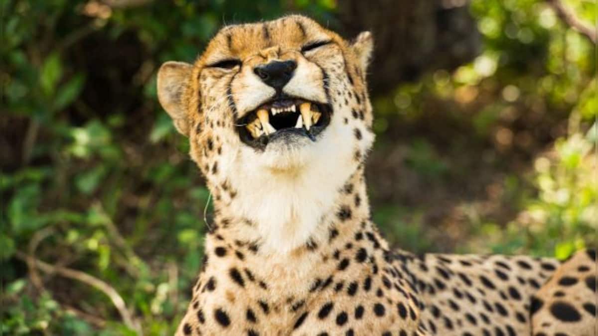 Firstpost Podcast: Why did India need to import Cheetahs? – Firstpost