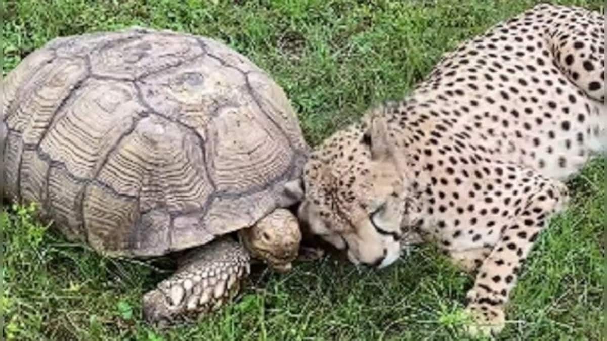 Viral video: Unusual friendship between cheetah and tortoise leaves ...
