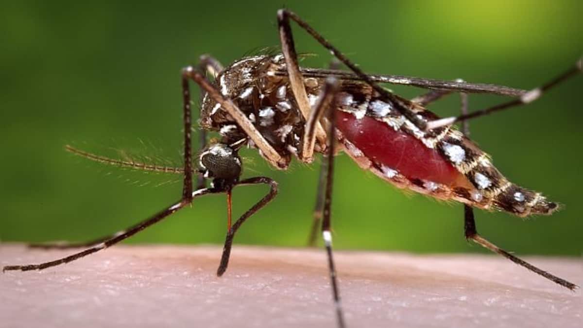 Why do mosquitoes bite some people more than others? – Firstpost