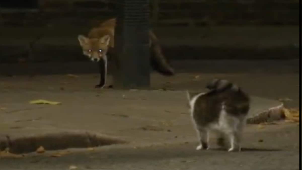 Larry the cat chases down fox at 10 Downing Street, video goes viral ...