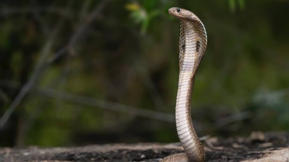 Chhattisgarh: 8-year-old bites Cobra, snake dies – Firstpost