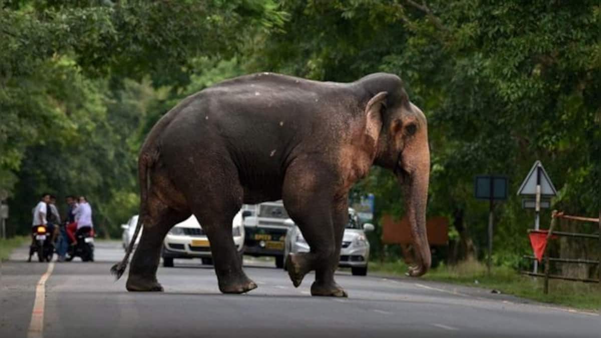 Viral video: Elephant obediently follows instructions to get X-ray at ...