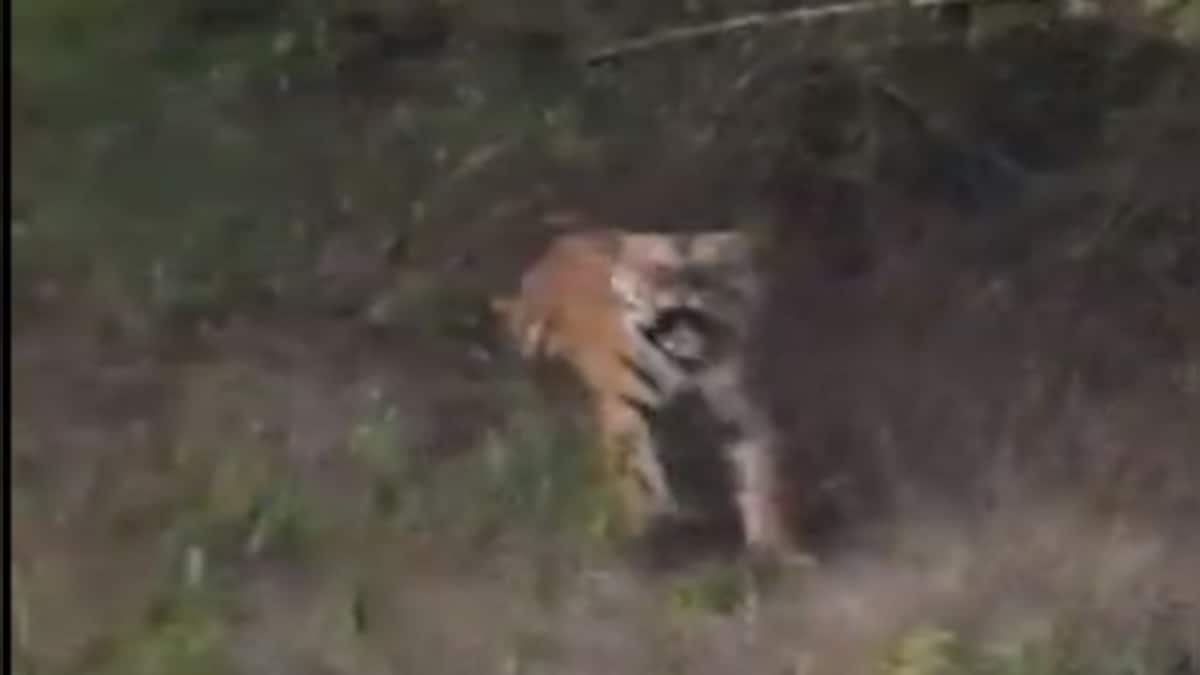 Watch: Tourists get a fright of their life as tiger charges at them ...