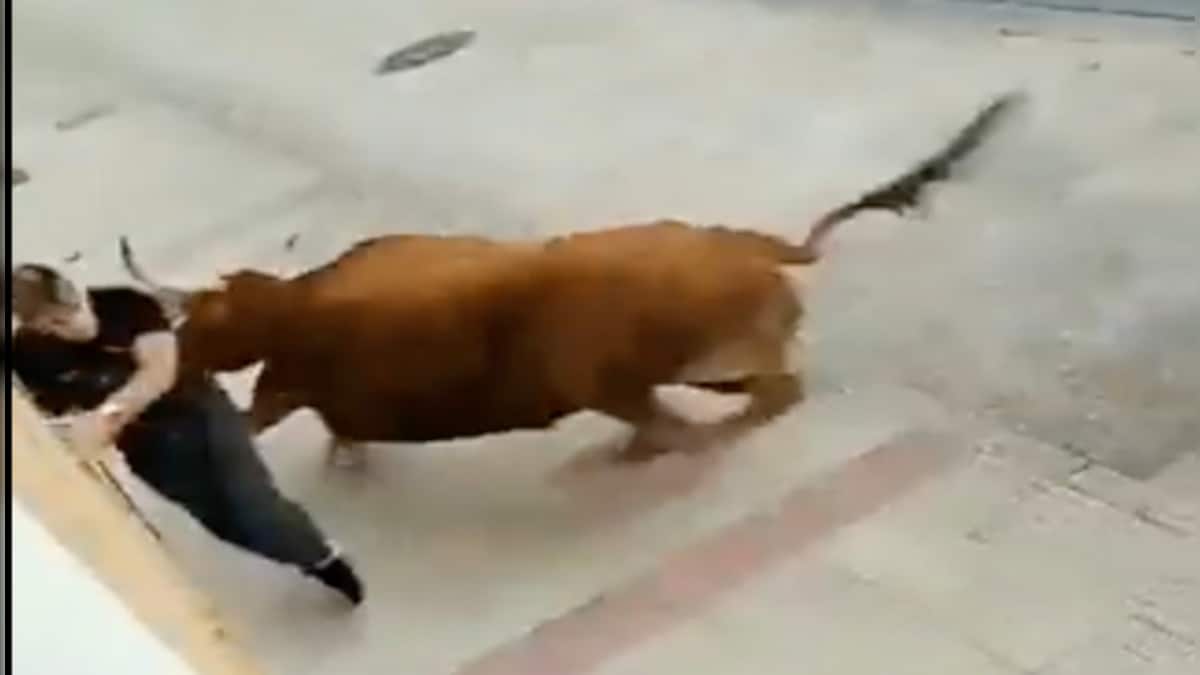 Viral video: Man narrowly escapes fatal attacks during terrifying bull ...