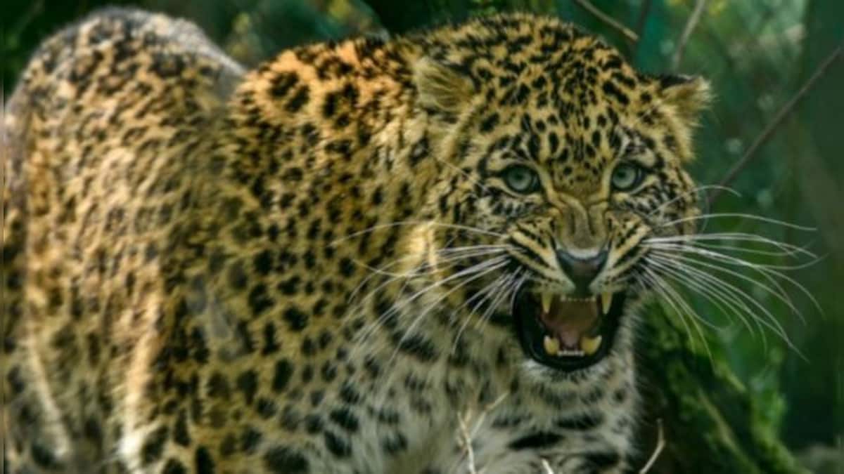 Cats in the City: Why leopard attacks are not rare in Mumbai – Firstpost