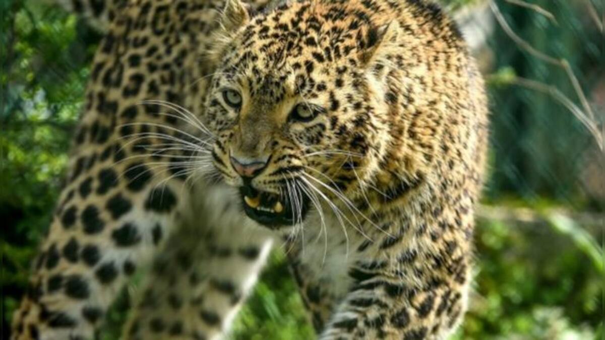 Leopard attacks two women in Uttarakhand, video raises concern – Firstpost