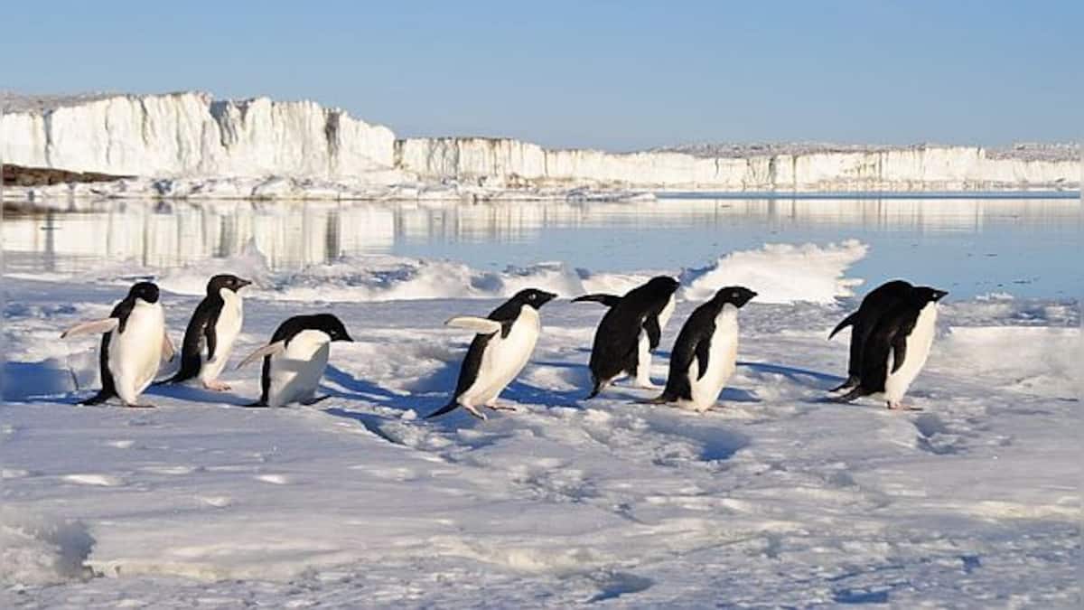 Emperor penguins receive 'Endangered Species Act' protection: Will it ...