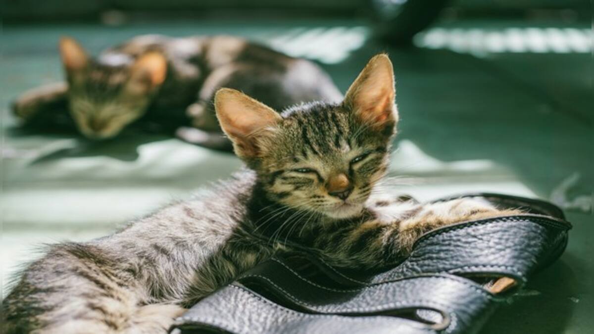 New York bans pet stores from selling cats, dogs, rabbits – Firstpost