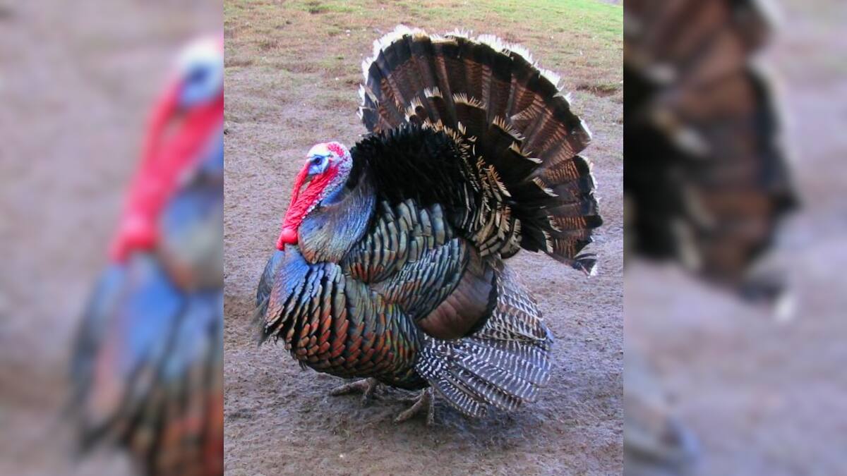 Turkey bird shows excellent leadership skill to help his flock cross ...