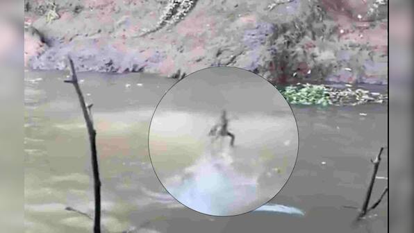 Watch video: 'Jesus lizard' walking on water stuns the bejesus out of ...