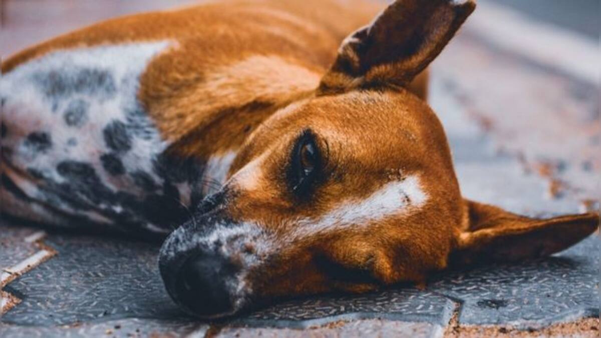 UK: Animal shelters 'overwhelmed' as people abandoning pets amid living ...