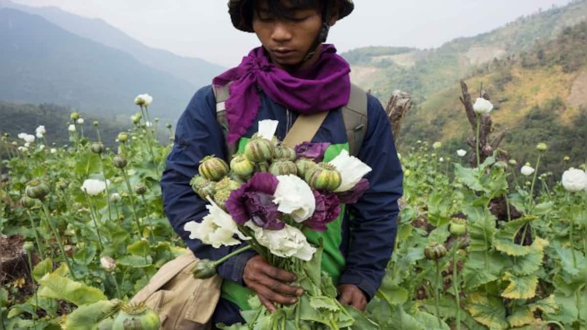 Myanmar opium cultivation has surged 33 per cent amid violence, says UN ...