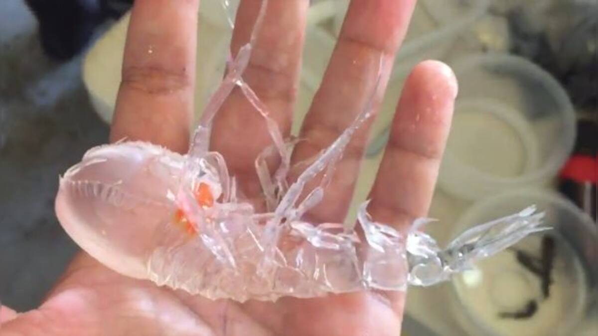 Extraordinary 'transparent' creature discovered from deep ocean; video ...