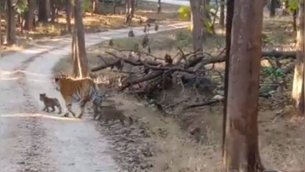 MP: Tigress T4 gives birth to four more cubs in Pench Reserve; her ...