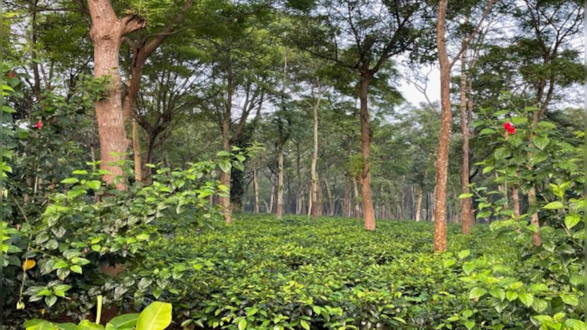 'Ma-guru' in Chhattisgarh forests: How a spiritual leader turned barren ...