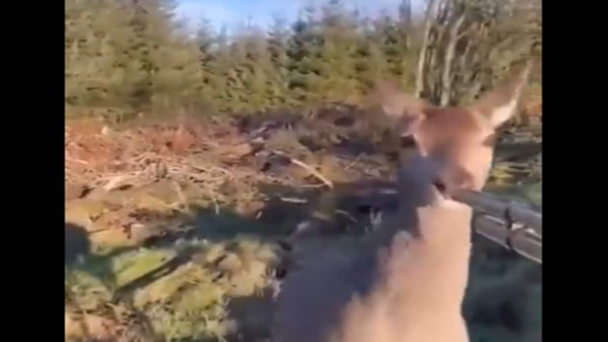 Viral Video: Watch deer ‘hunting a hunter's mindset’ with kindness ...