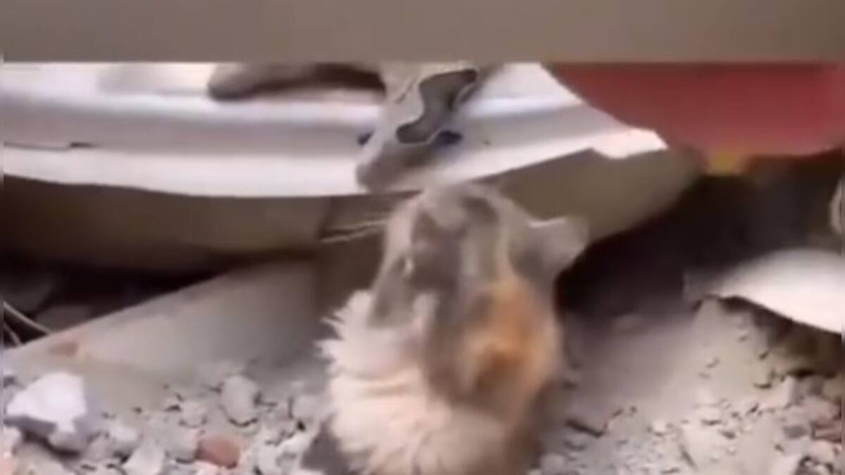 Emotions run high in Turkey as rescue team saves cats from debris after ...