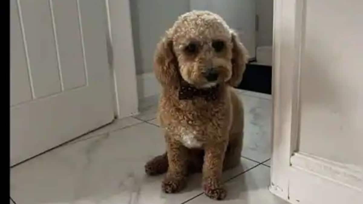 Cab driver reunites lost puppy 'Ralph' with his owner after 100-mile ...