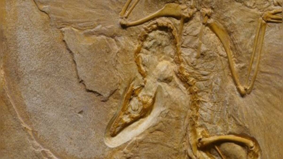 Three-toed dinosaur footprint discovered in ruins of 600-year-old ...