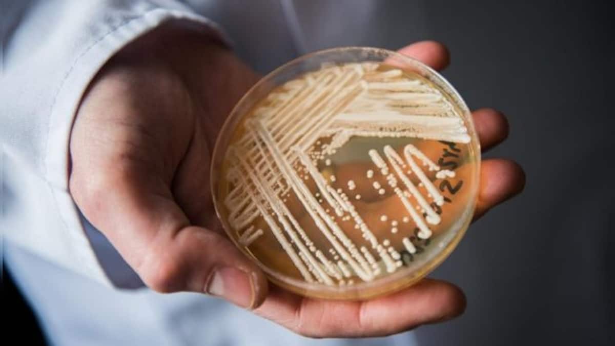 Explained: Candida auris, the deadly fungus spreading across the US – Firstpost