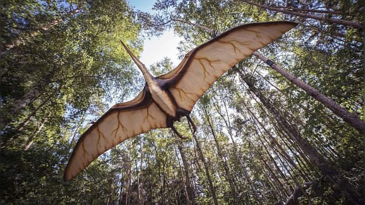 Explained: The special bones that allowed dinosaurs to fly – Firstpost