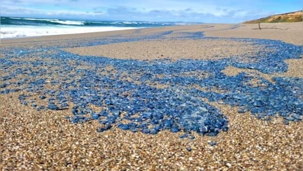Strange blue Jellyfish-lookalike creatures wash ashore on California ...
