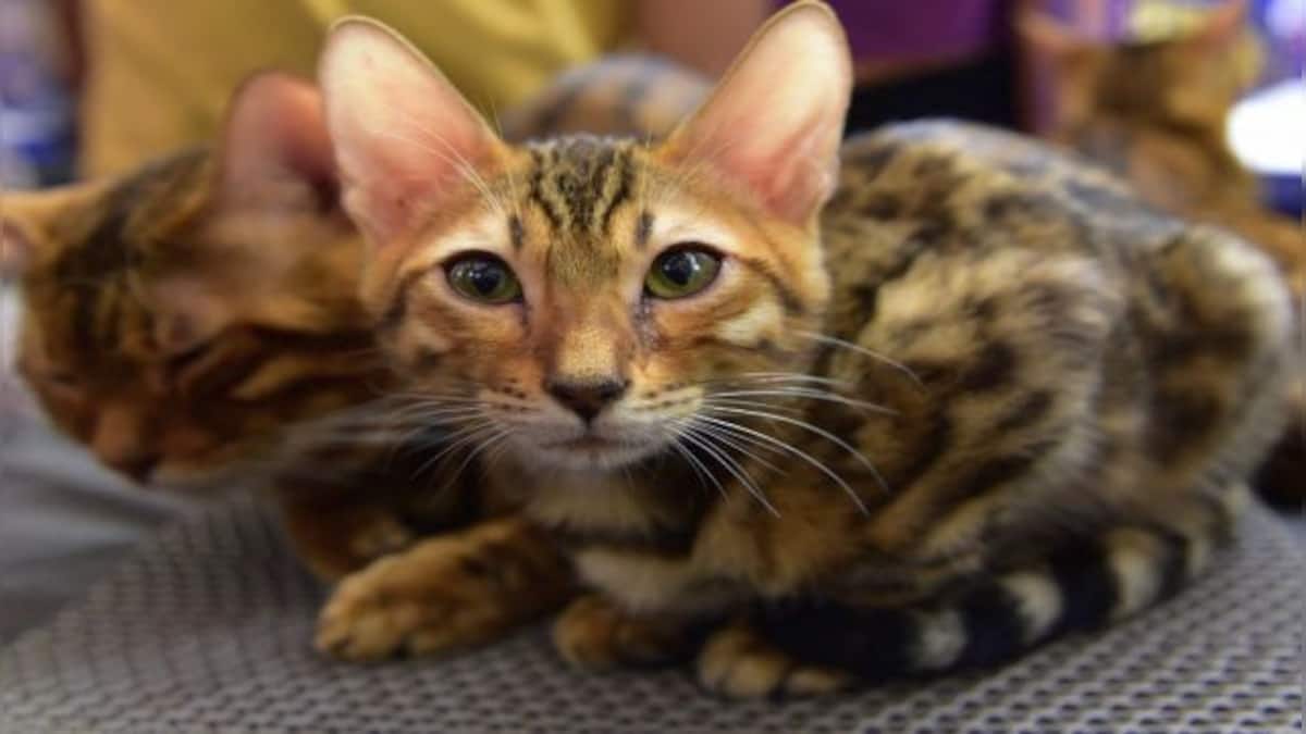 Feline Felons: How a former British cop and partner made £280,000 by ...