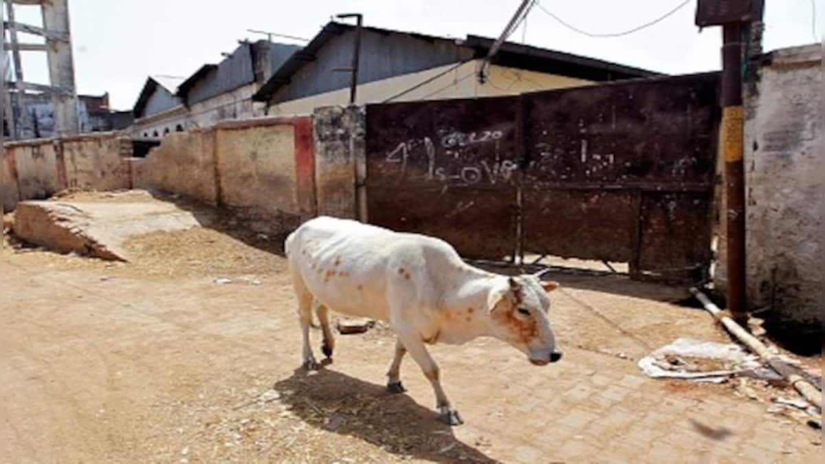 Why anti-cow slaughter law in Karnataka has sparked political slugfest ...