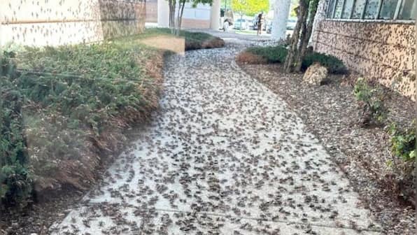 'Sounds like it's raining': Thousands of bugs invade US' Nevada, block ...
