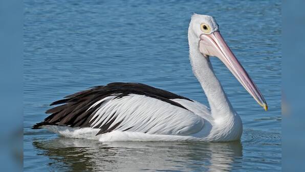 Australia launches probe into oil spill that left over 10 pelicans dead ...