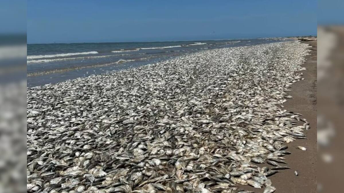 WATCH: Thousands of dead fish wash up on Texas beaches in US, here's ...