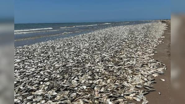 WATCH: Thousands of dead fish wash up on Texas beaches in US, here's ...