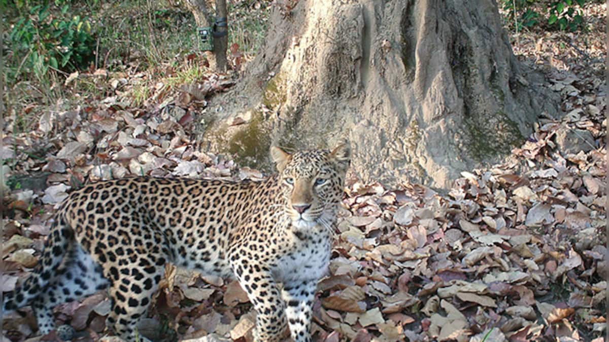 In Uttarakhand, a man-eater leopard unleashes a reign of terror ...