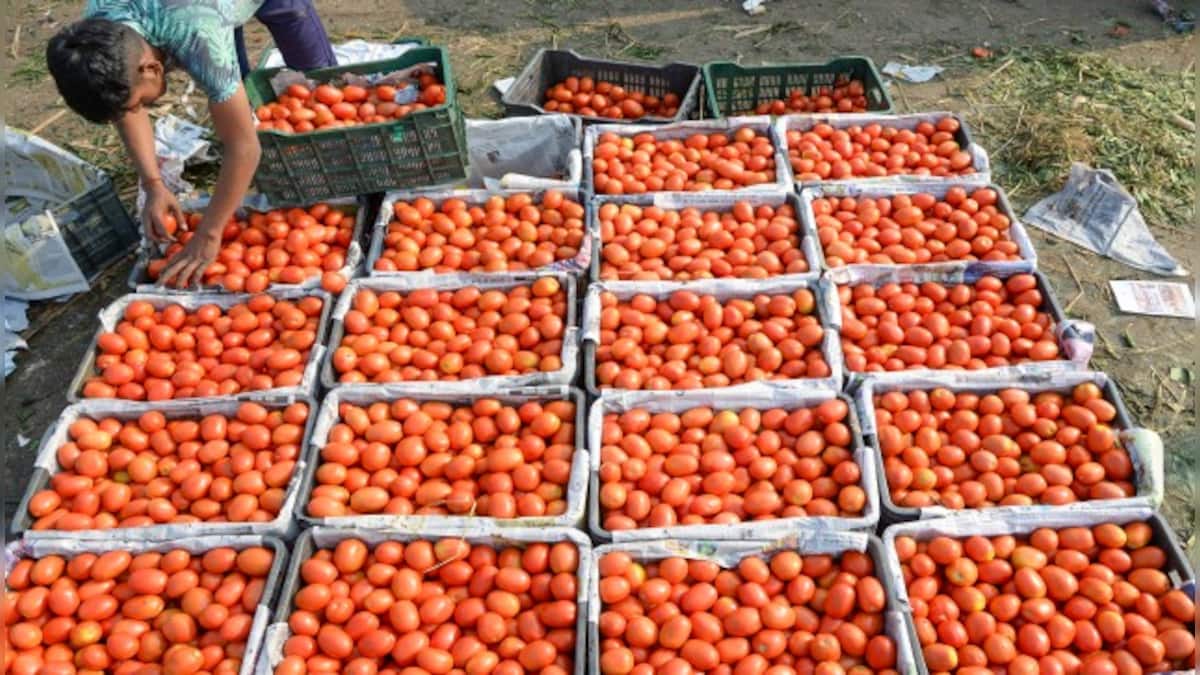 Seeing Red: Why tomato prices are likely to hit Rs 300 per kg – Firstpost