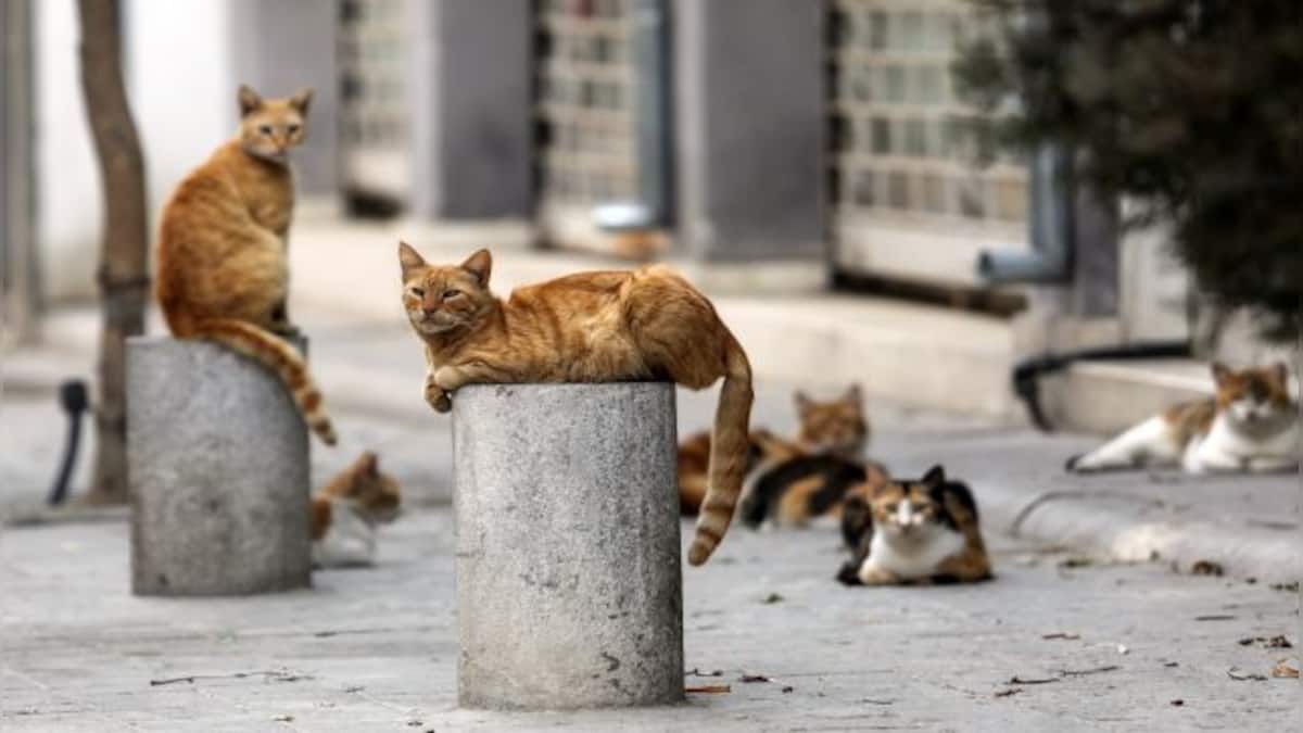 What is the deadly cat virus killing felines in Cyprus? Should we be ...