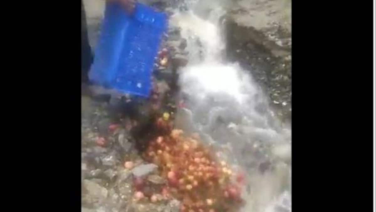 Himachal minister orders probe after video of apple growers dumping ...