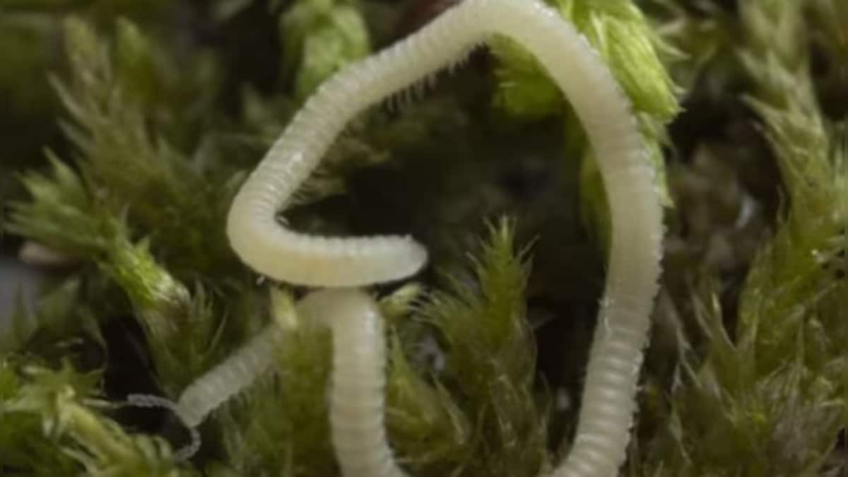 Its blind, glassy and has 486 legs: New millipede species that is ...
