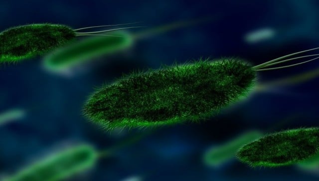What is 'Mirror Life' bacteria? Why are scientists worried about it ...