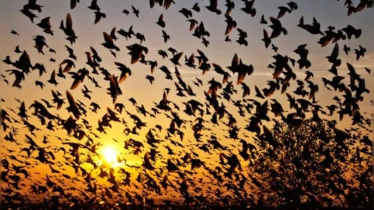 The Valley of Death: Jatinga, the Assam village, where birds are ...