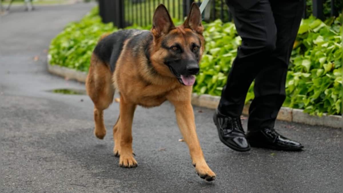 Pooch Problems: Why Joe Biden’s dog Commander is a ‘significant hazard ...