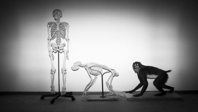 Explained: Why don't humans have tails? – Firstpost