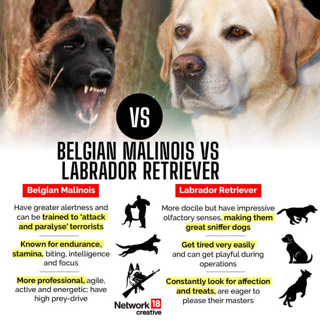 Why Belgian Malinois dog breed is a favourite of special forces around ...