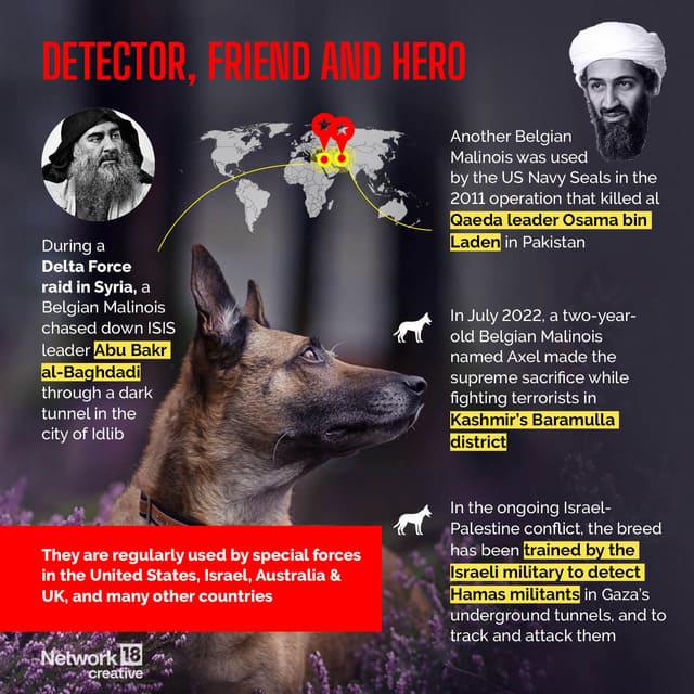 Why Belgian Malinois dog breed is a favourite of special forces around ...