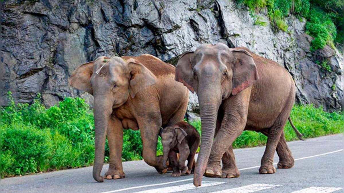 Vantage | Why is Sri Lanka losing its elephants? – Firstpost