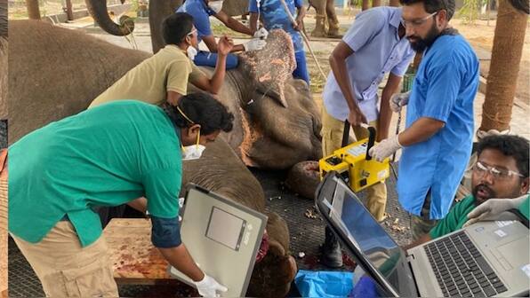 'Moti' of Vantara's Eyes: From X-Ray exam to painkillers in 'laddoos ...